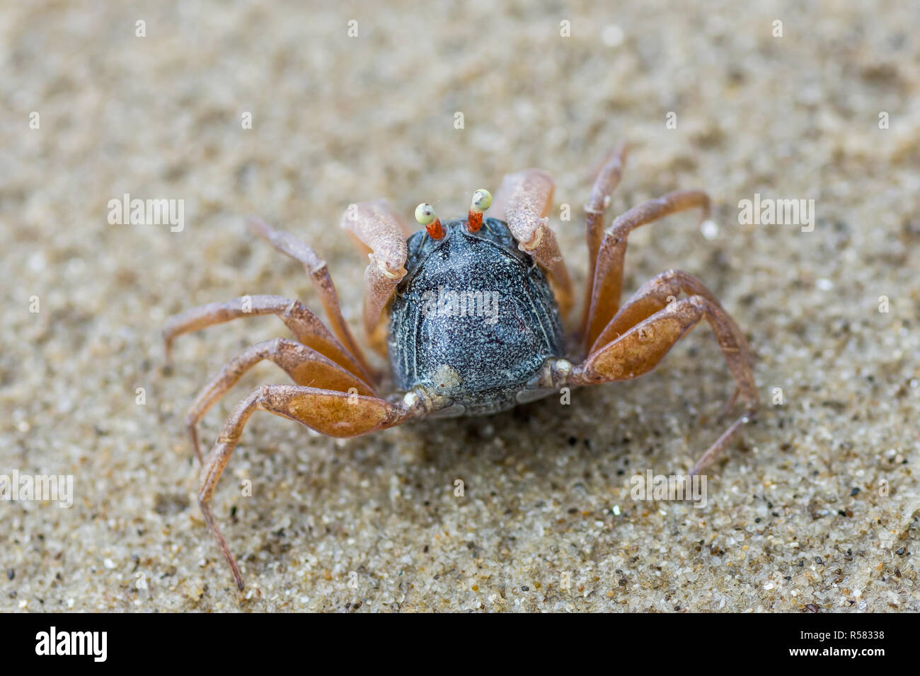 little cute round crab on sand Stock Photo - Alamy