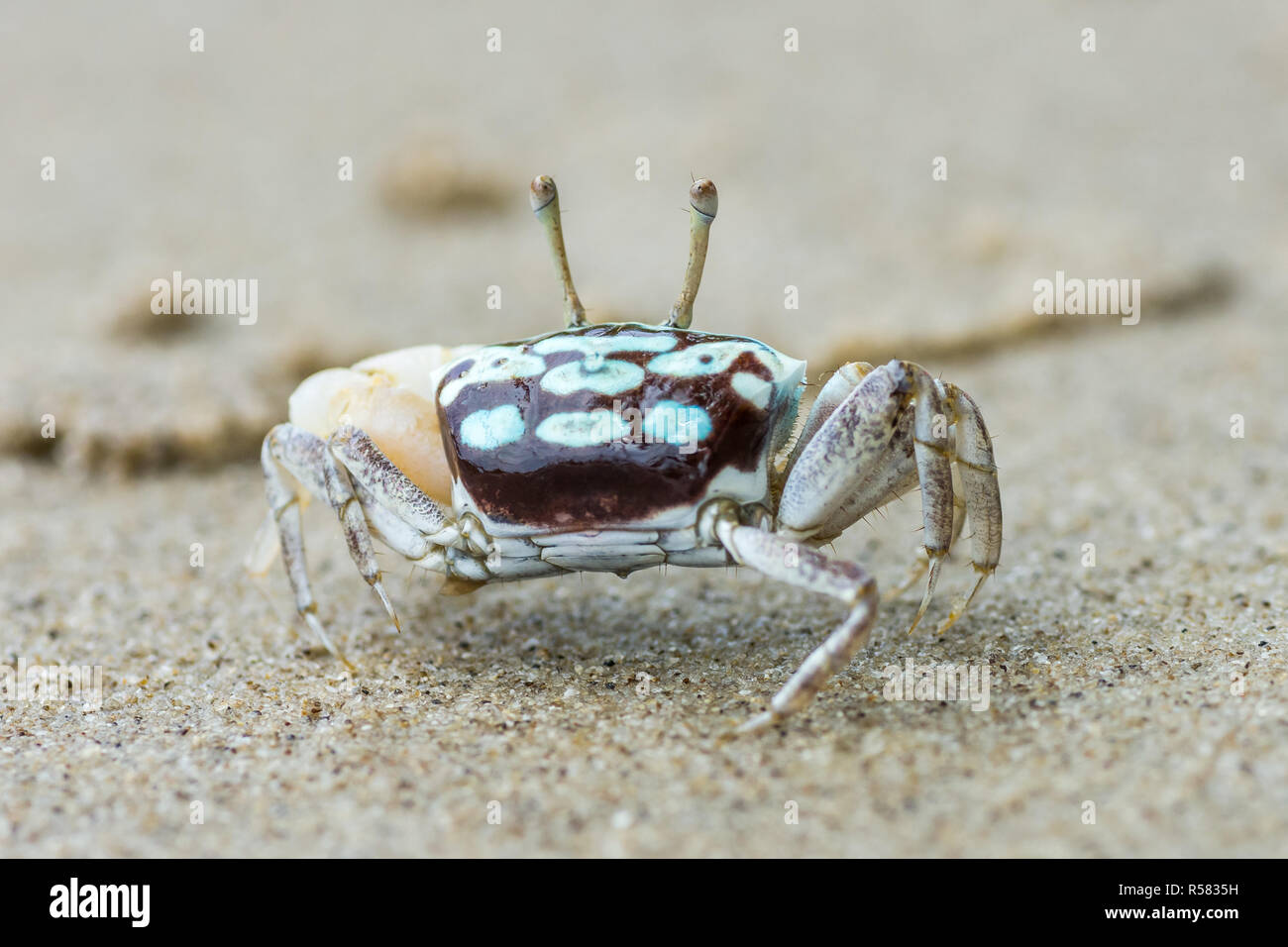 Beautiful crab on beach Stock Photo - Alamy