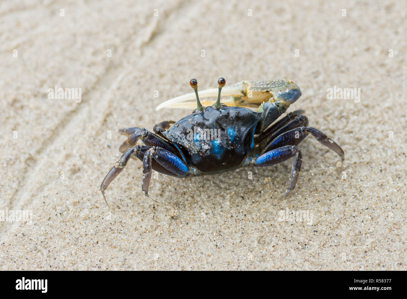 Beautiful Blue crab with bid claw Stock Photo - Alamy