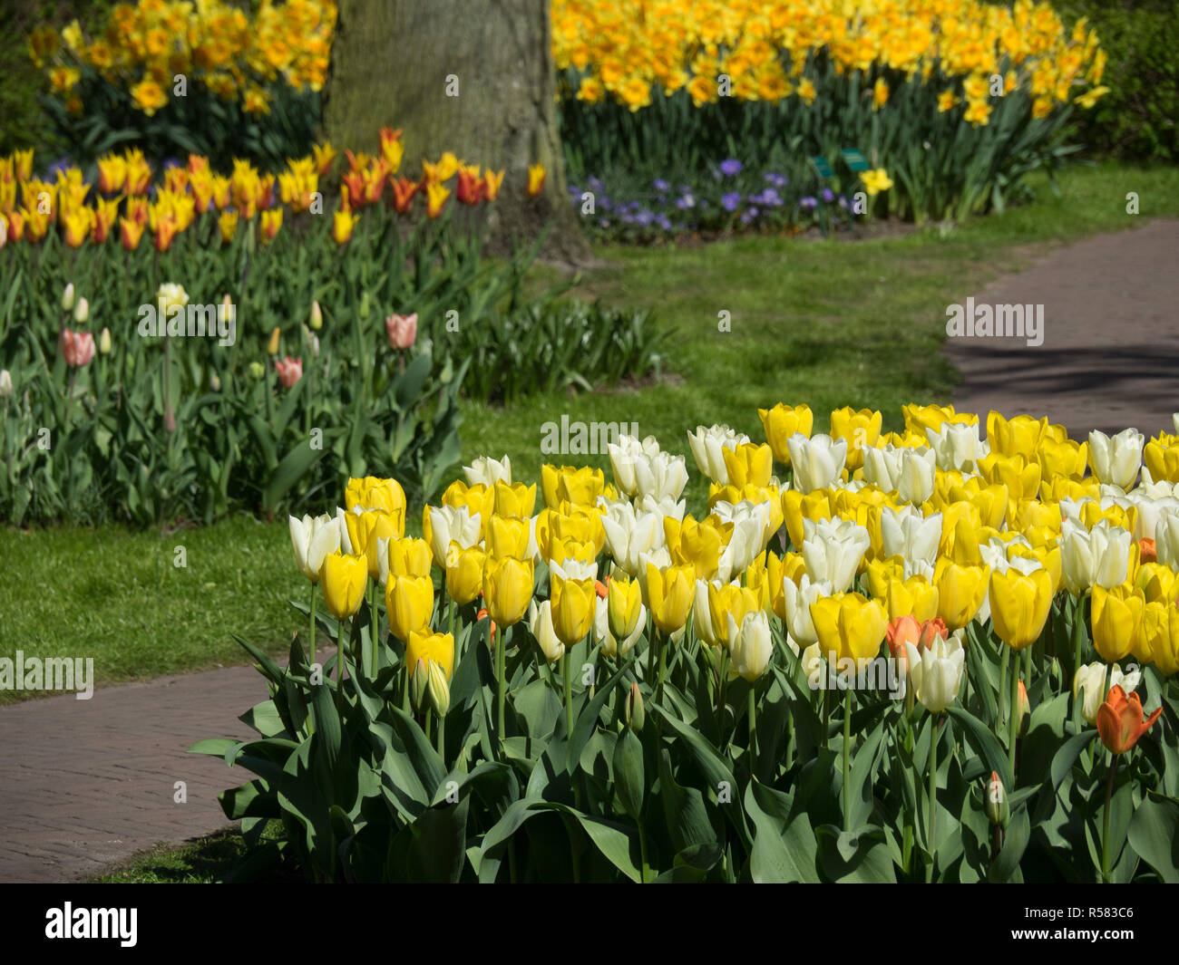 spring in the netherlands Stock Photo - Alamy