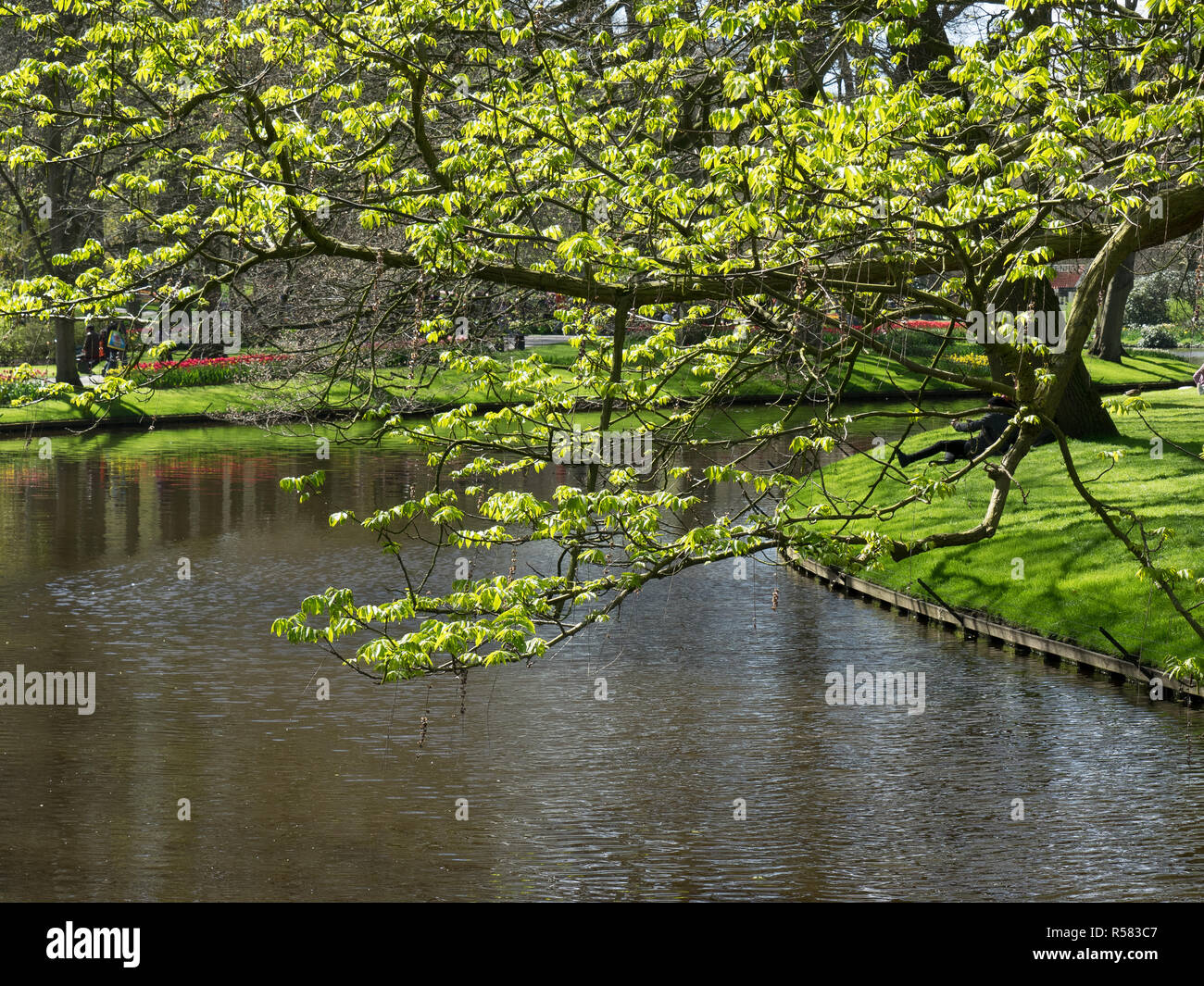 spring in the netherlands Stock Photo - Alamy