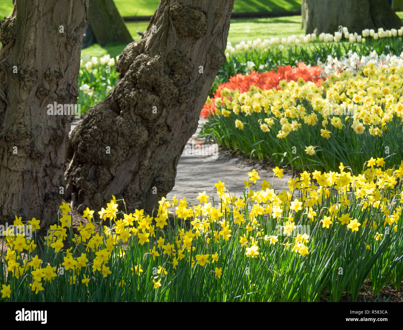 spring in the netherlands Stock Photo - Alamy