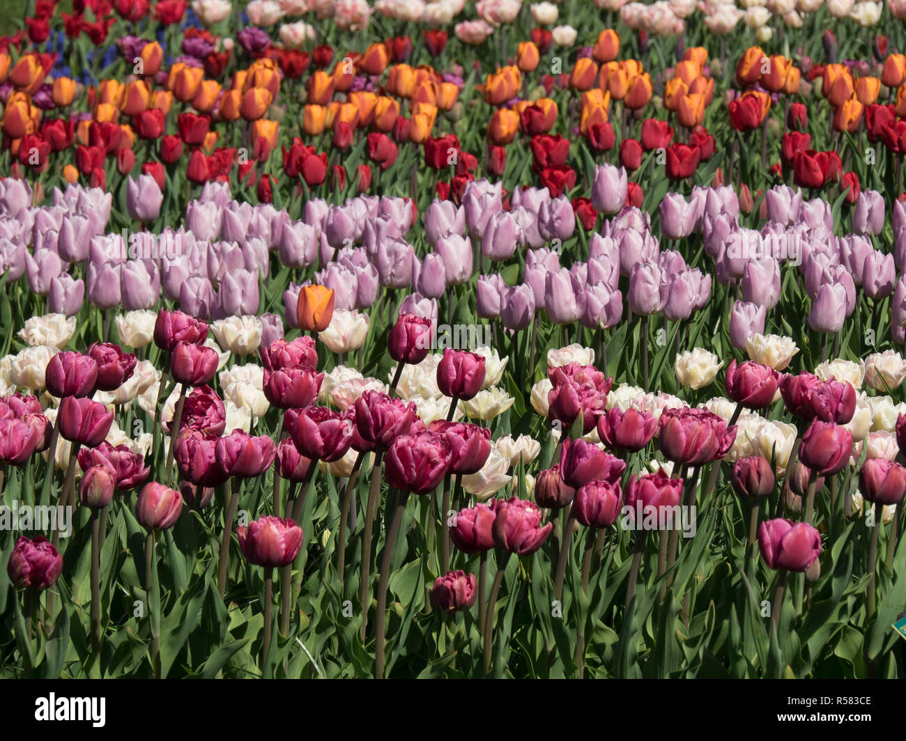 spring in the netherlands Stock Photo - Alamy