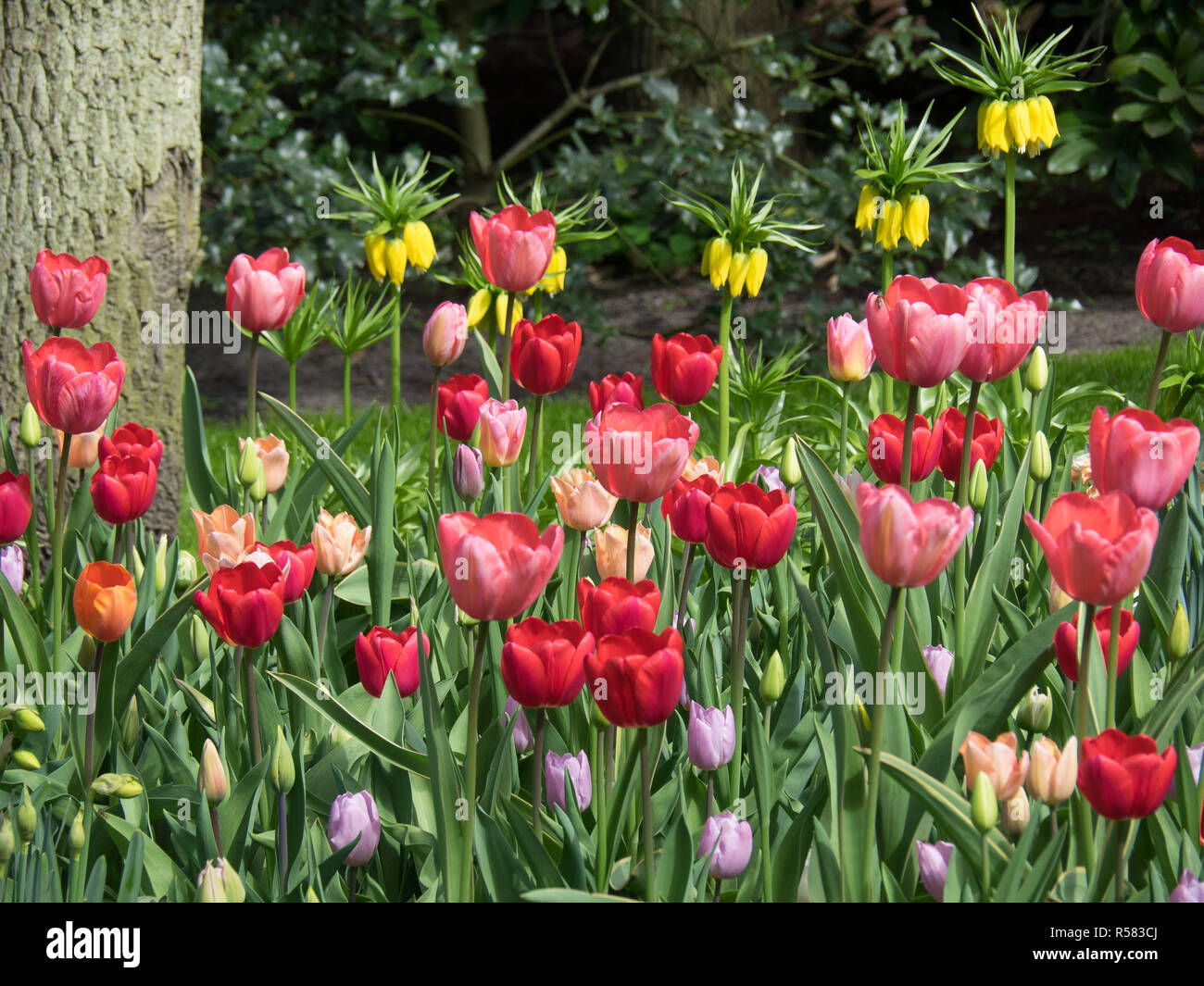 spring in the netherlands Stock Photo - Alamy