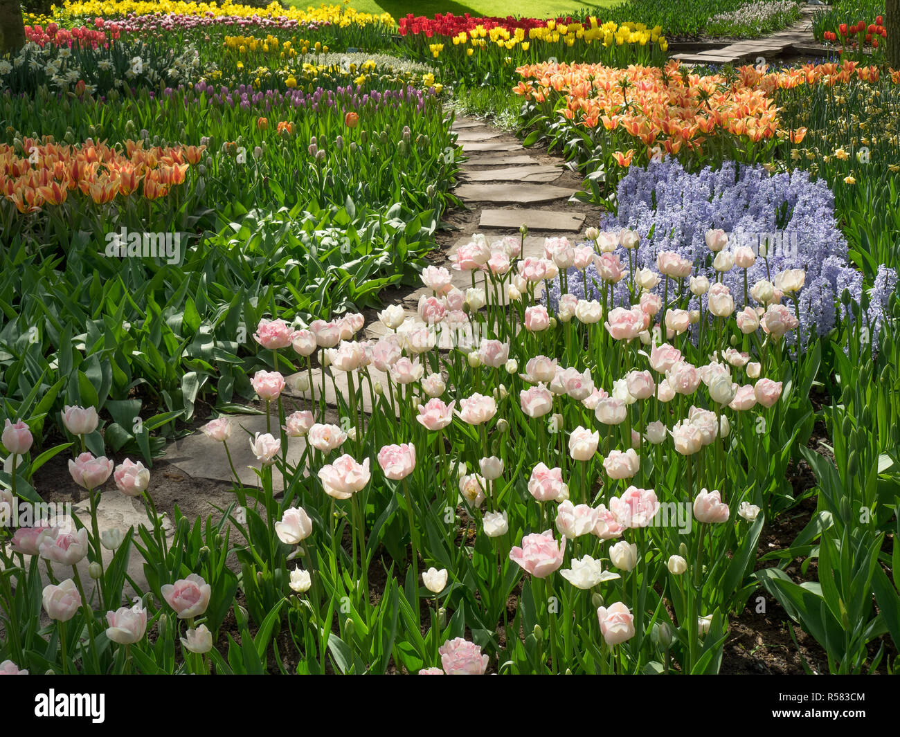 spring in the netherlands Stock Photo - Alamy