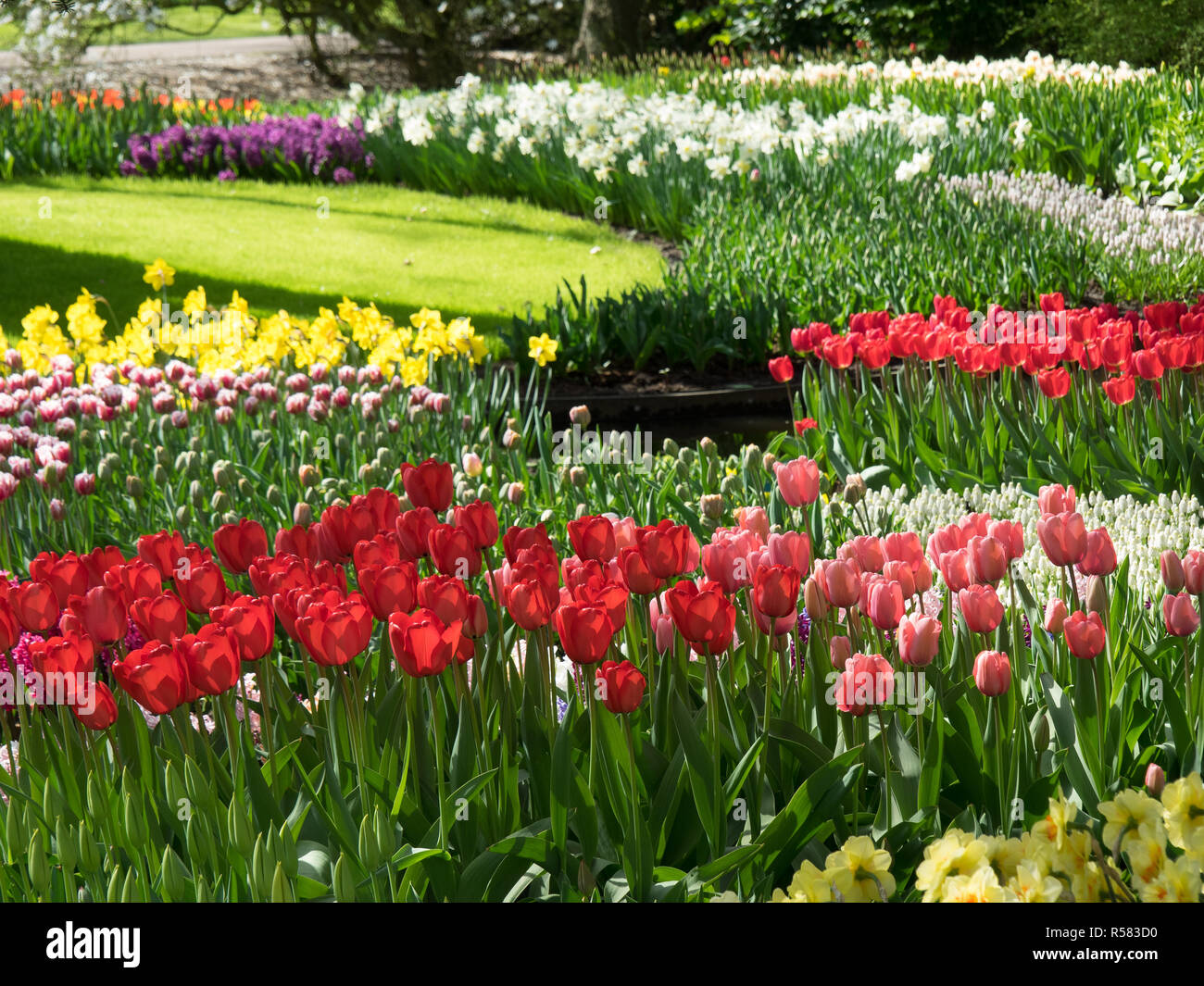 spring in the netherlands Stock Photo - Alamy