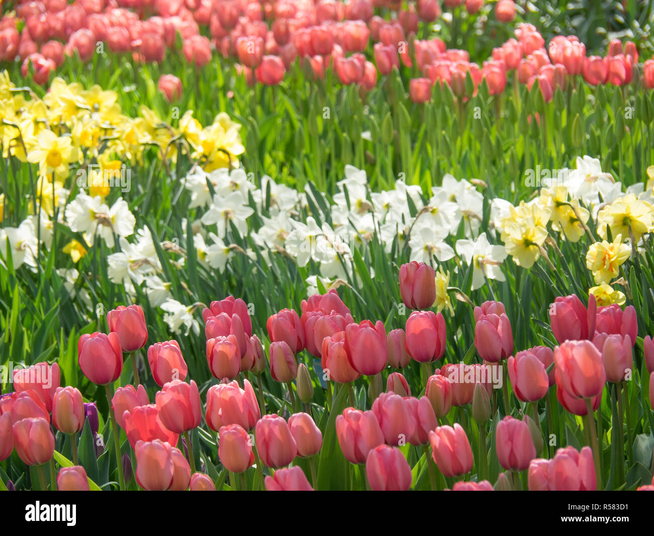 spring in the netherlands Stock Photo - Alamy