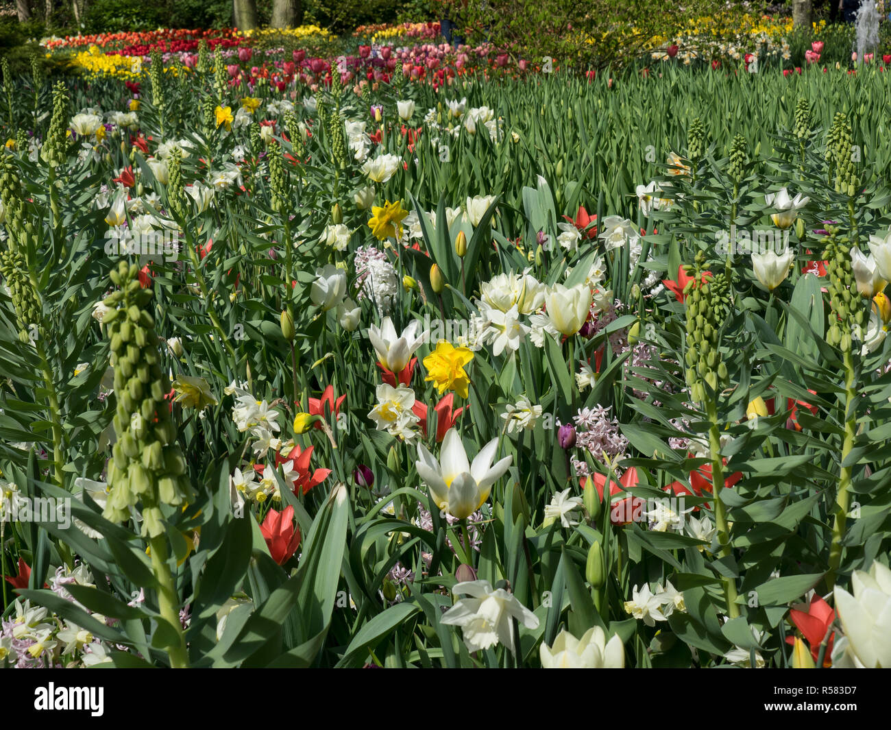 spring in the netherlands Stock Photo - Alamy