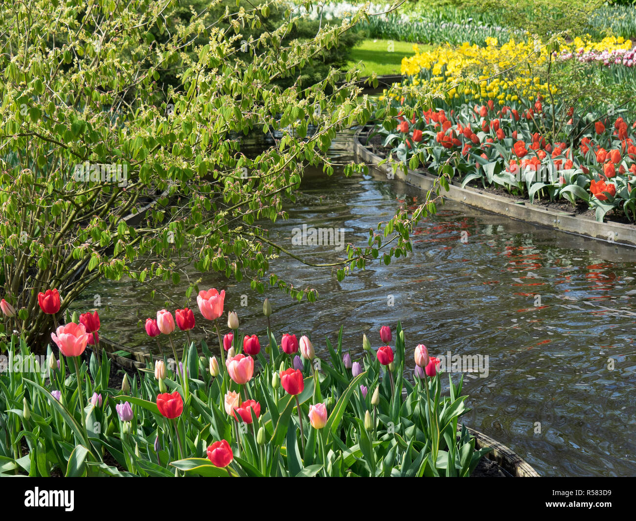 spring in the netherlands Stock Photo - Alamy