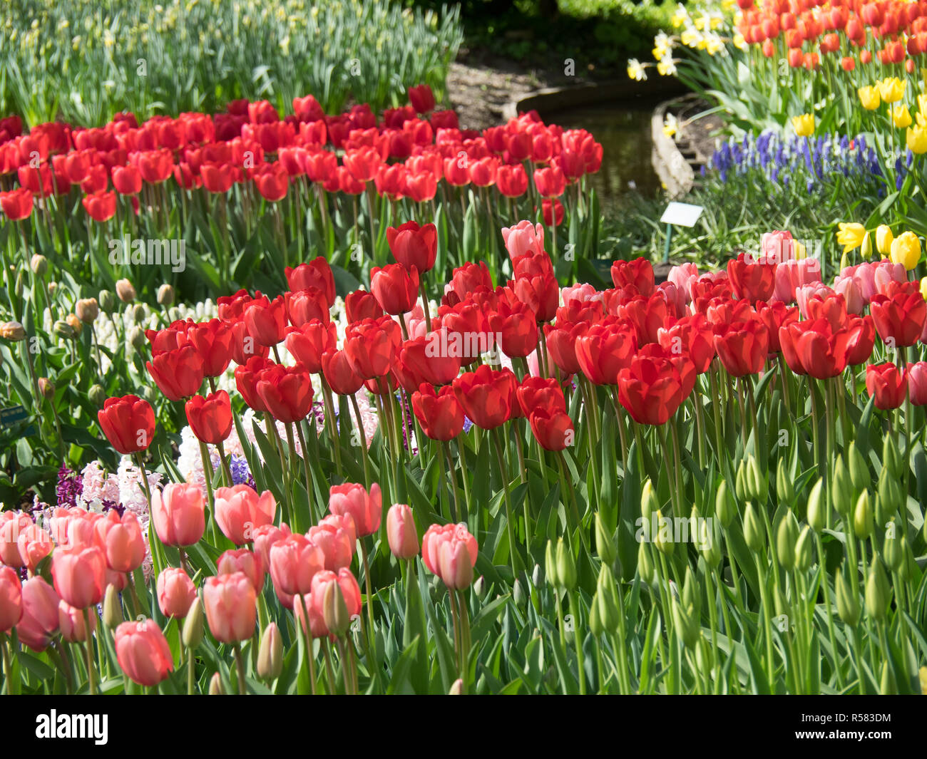 spring in the netherlands Stock Photo - Alamy