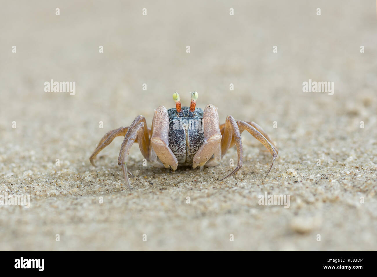 little cute round crab on sand Stock Photo - Alamy