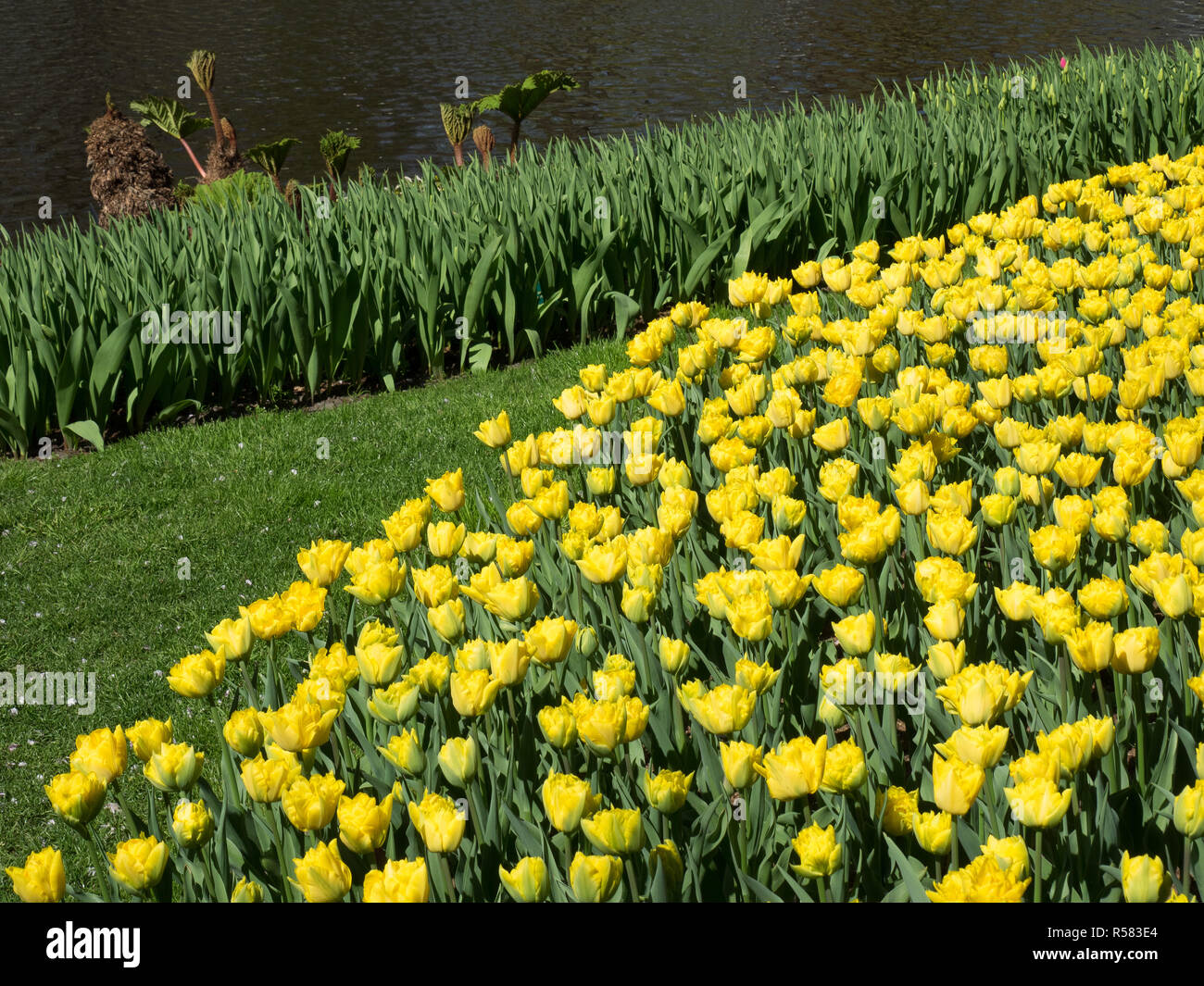 spring in the netherlands Stock Photo - Alamy