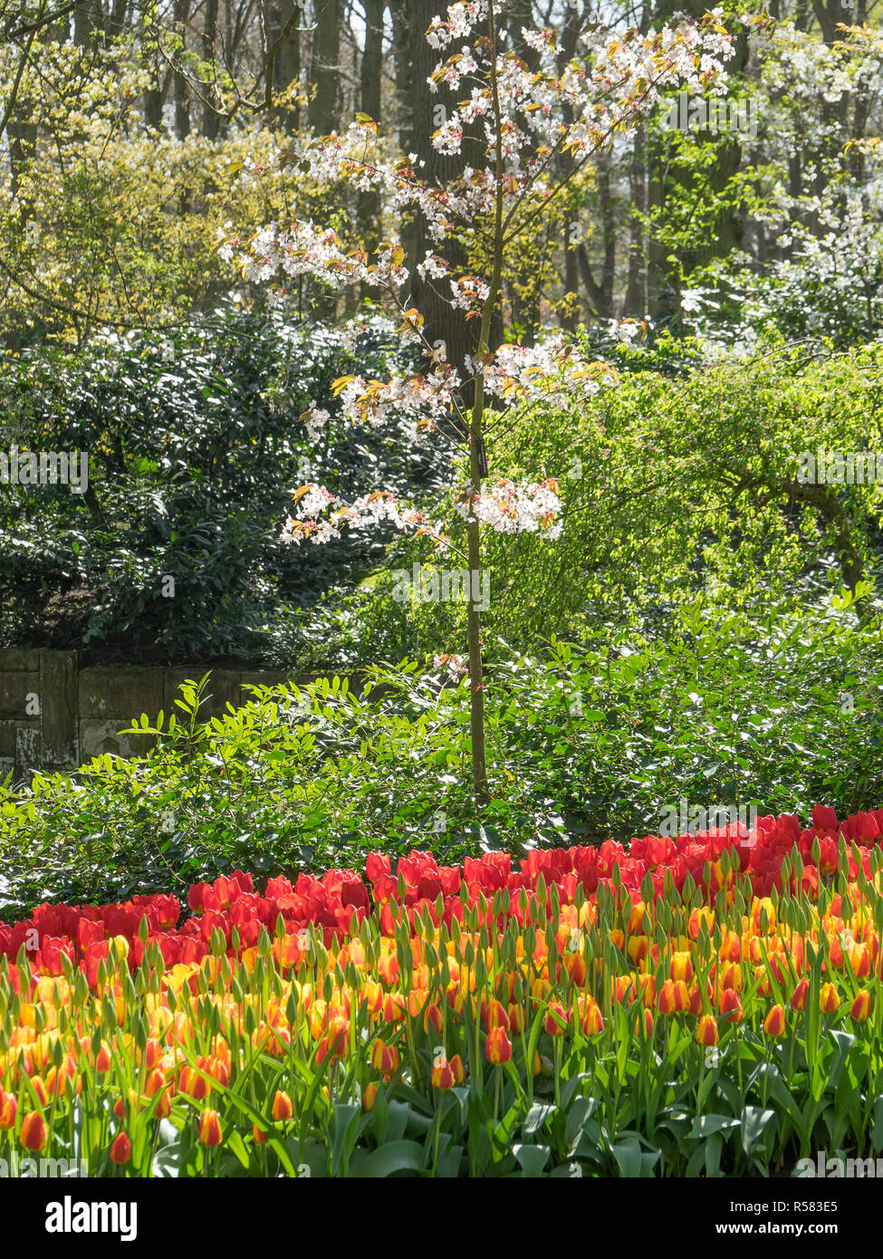 spring in the netherlands Stock Photo - Alamy