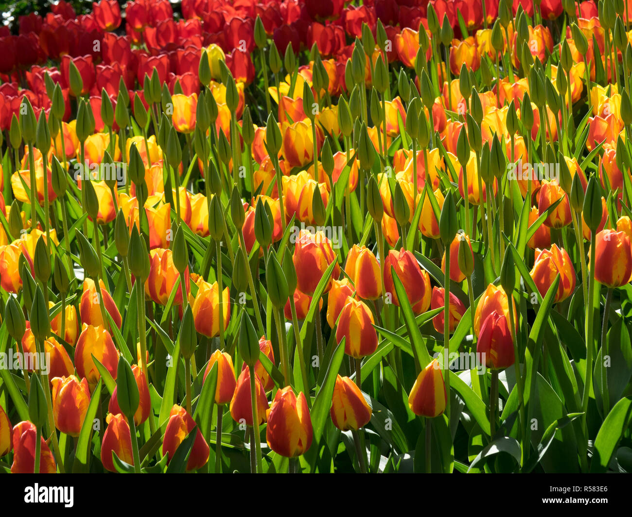 spring in the netherlands Stock Photo - Alamy