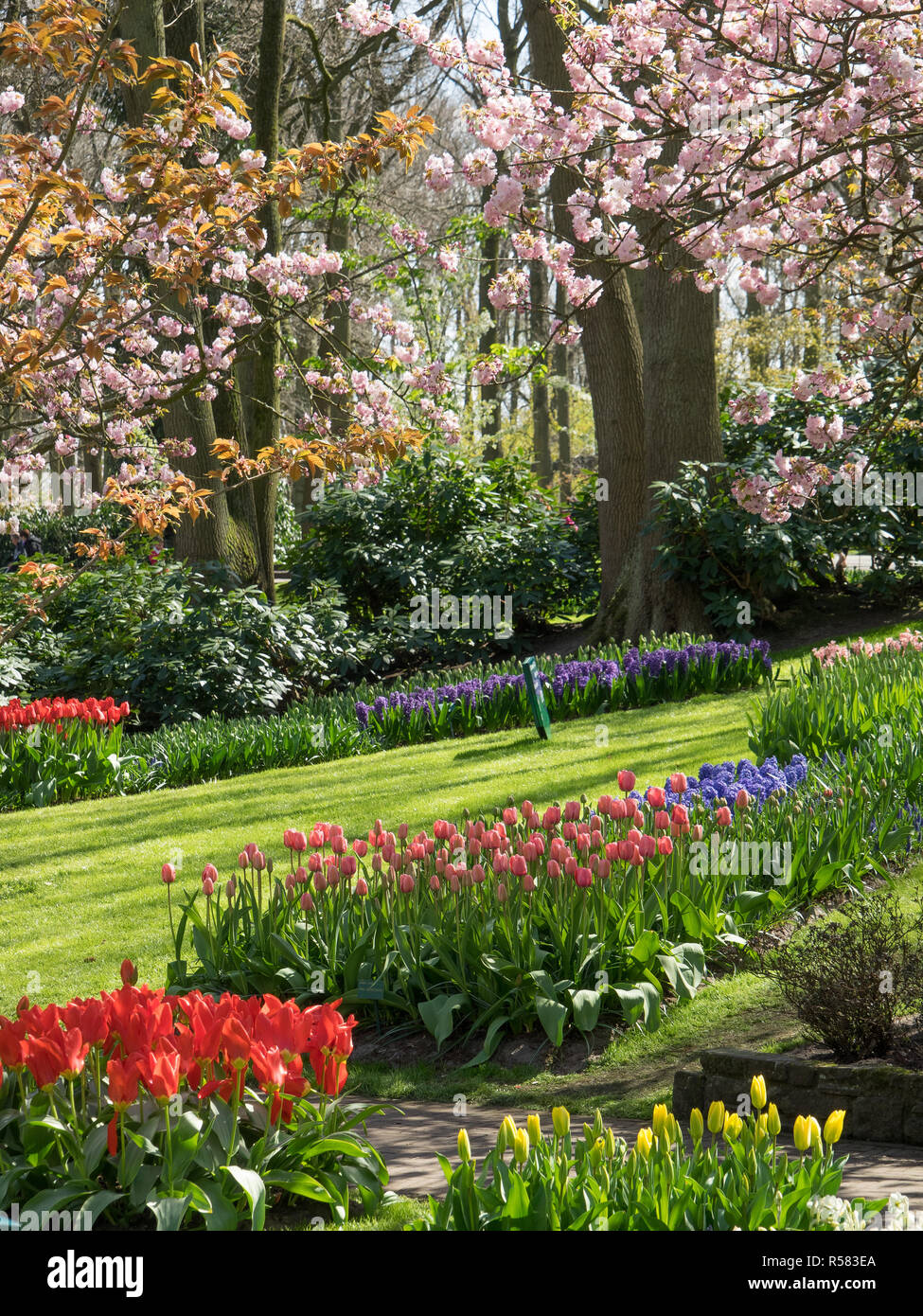 spring in the netherlands Stock Photo - Alamy