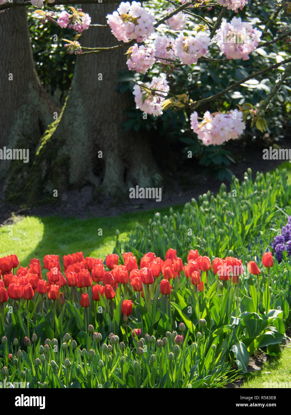 spring in the netherlands Stock Photo - Alamy