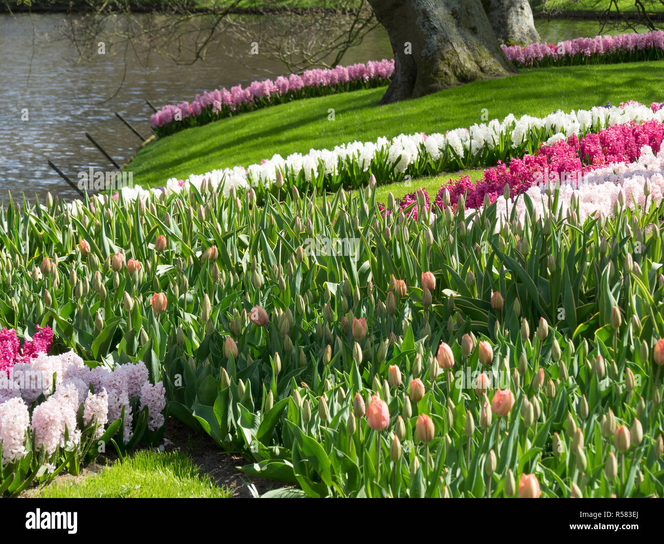 spring in the netherlands Stock Photo - Alamy