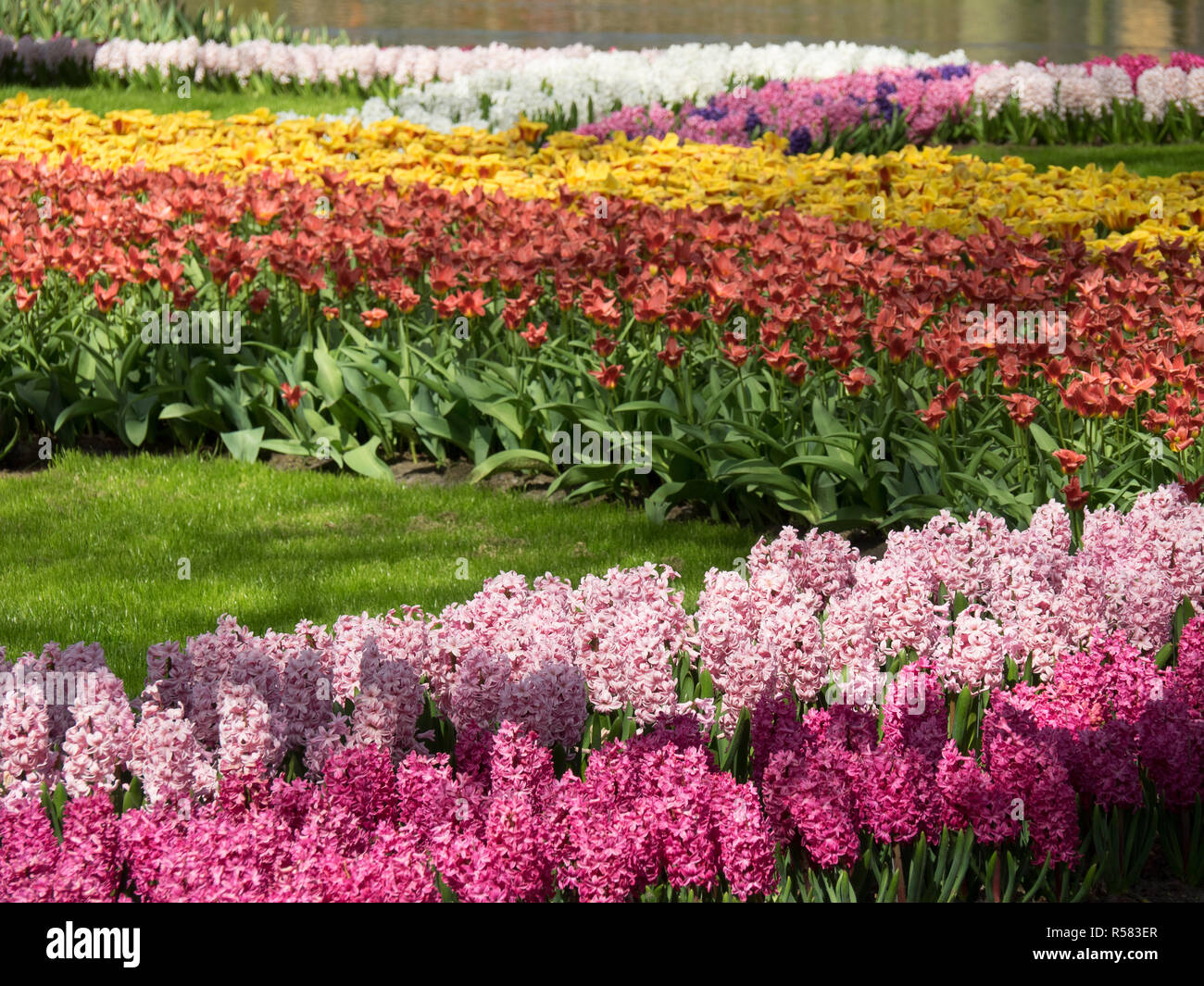 spring in the netherlands Stock Photo - Alamy