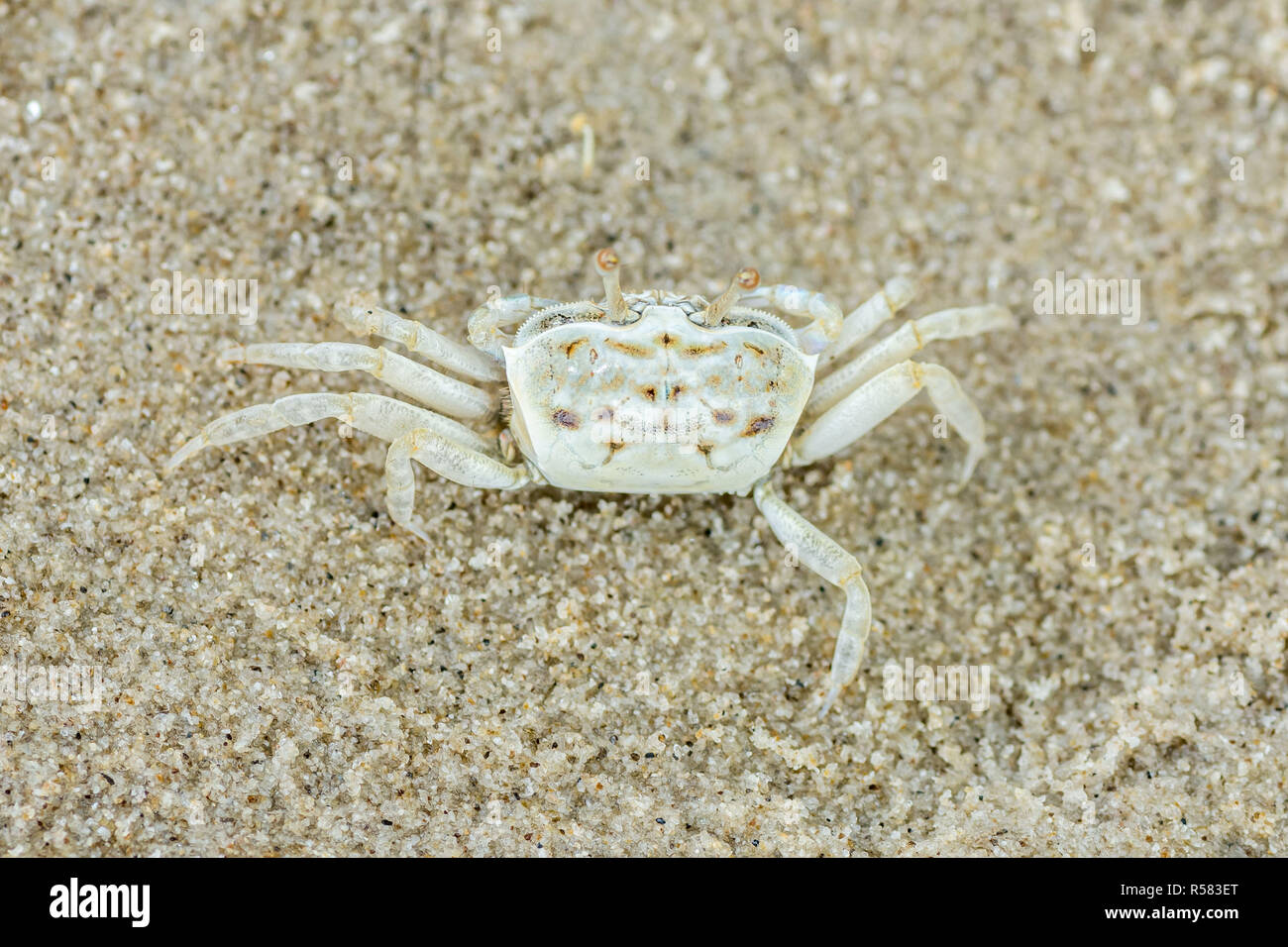 Baby hermit crab hi-res stock photography and images - Alamy