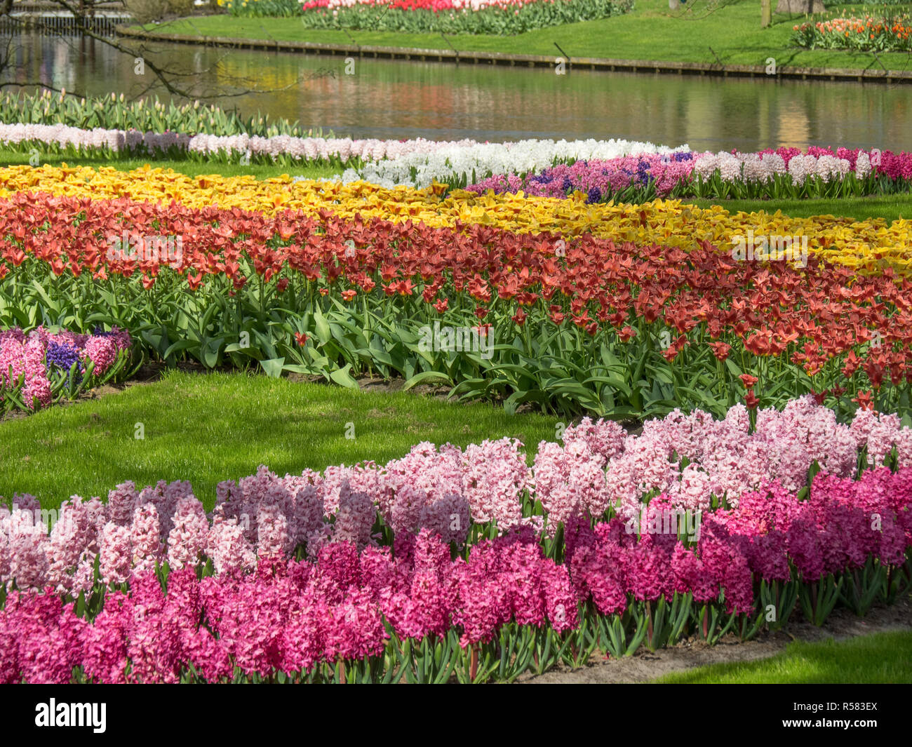 spring in the netherlands Stock Photo - Alamy
