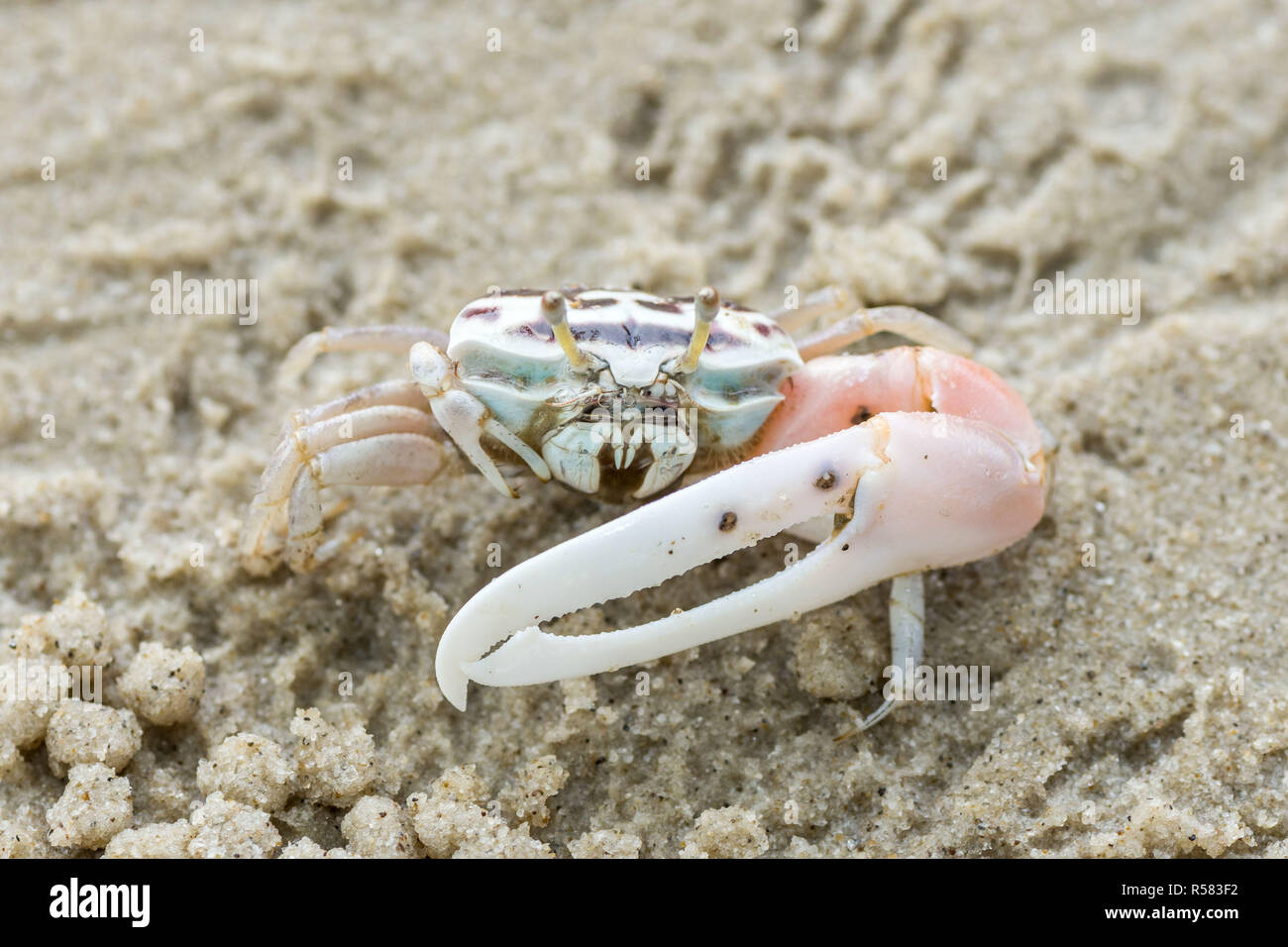 Beautiful crab on beach Stock Photo - Alamy