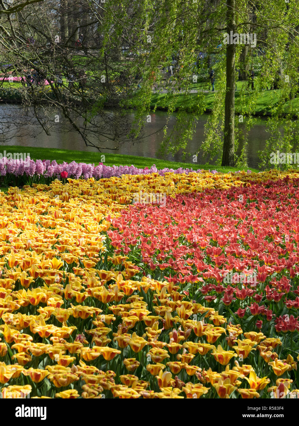 spring in the netherlands Stock Photo - Alamy