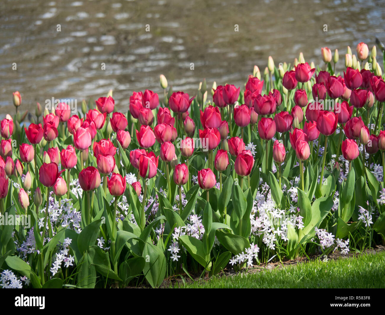 spring in the netherlands Stock Photo - Alamy