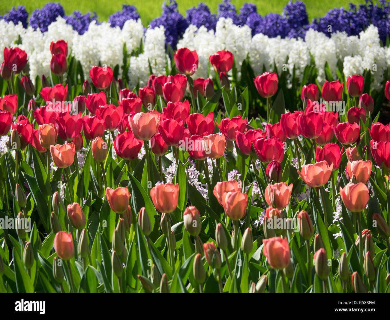 spring in the netherlands Stock Photo - Alamy