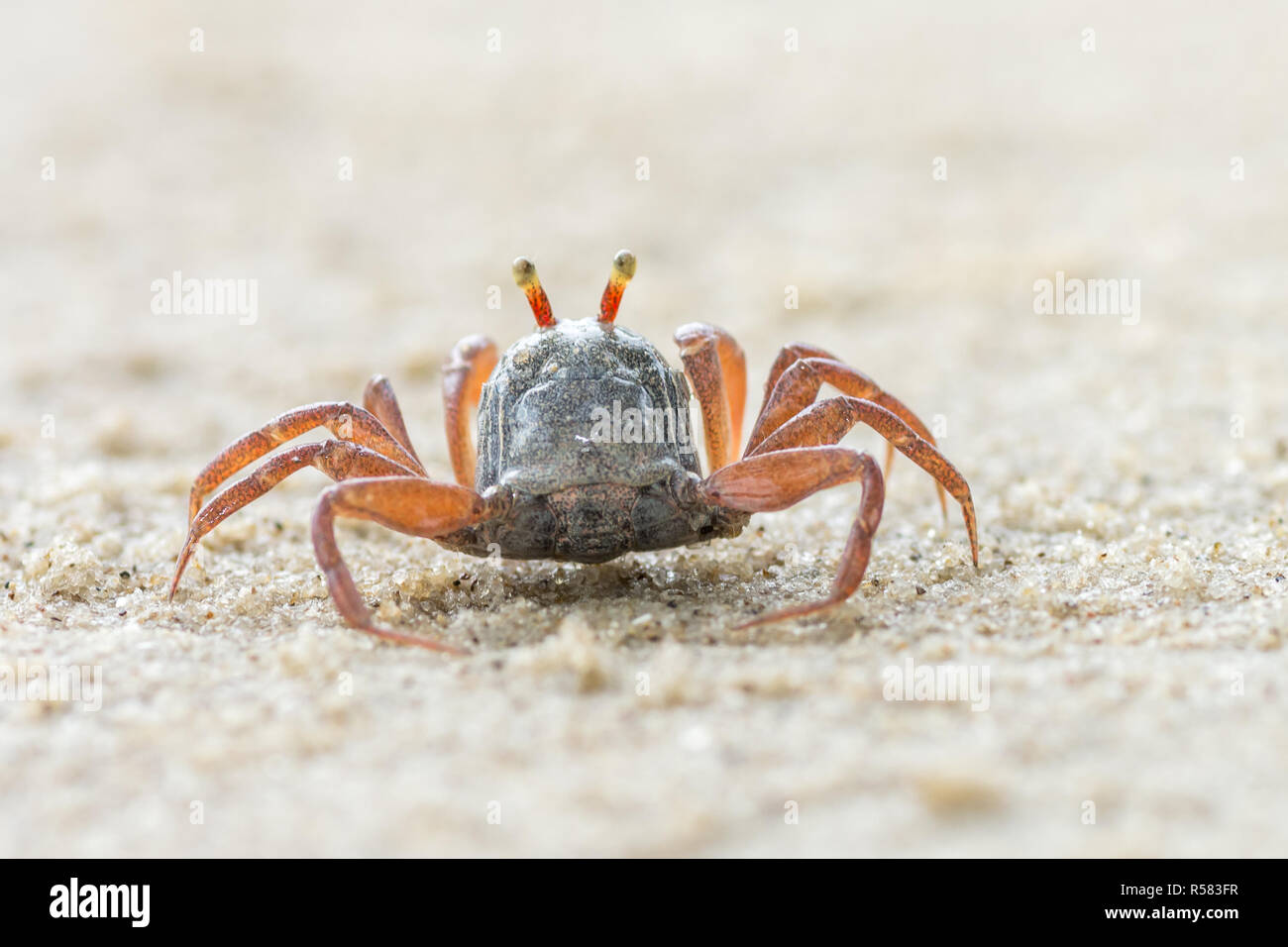 Shell carapace mangrove hi-res stock photography and images - Alamy