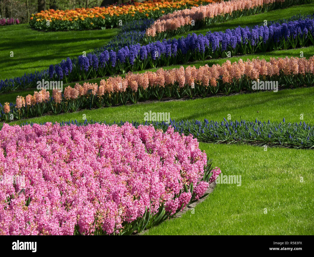 spring in the netherlands Stock Photo - Alamy