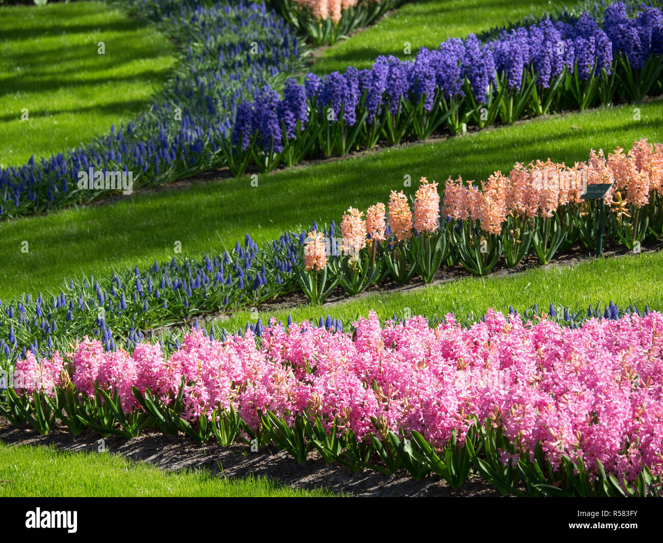 spring in the netherlands Stock Photo - Alamy