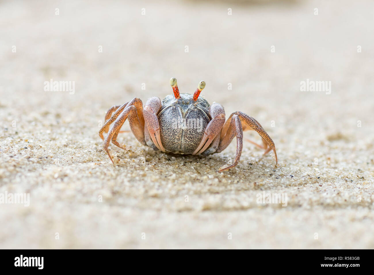 little cute round crab on sand Stock Photo - Alamy