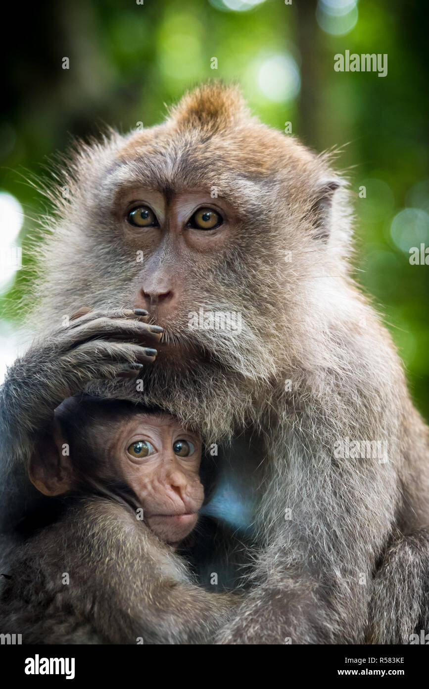 Female macaque monkey with cub at Monkey Forest, Bali, Indonesia Stock ...