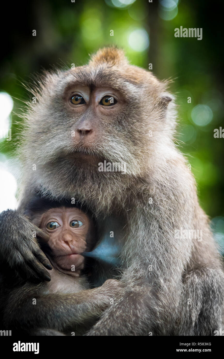 Female macaque monkey with cub at Monkey Forest, Bali, Indonesia Stock ...
