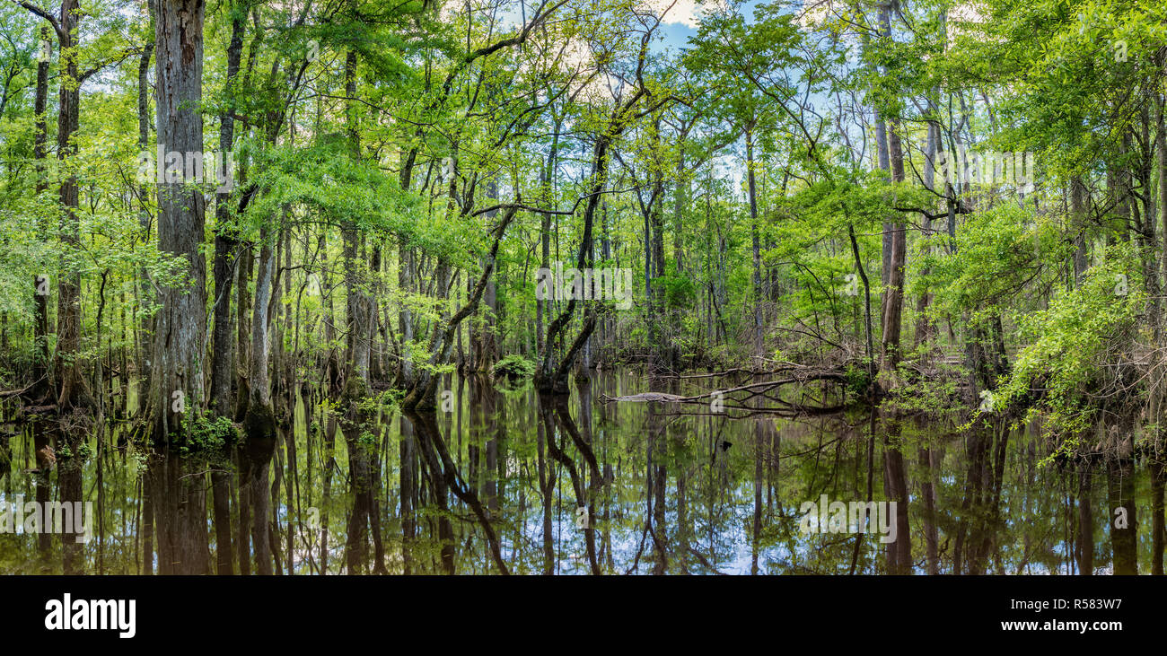 An open area of the Francis Beidler Forest, a wildlife sanctuary in the ...