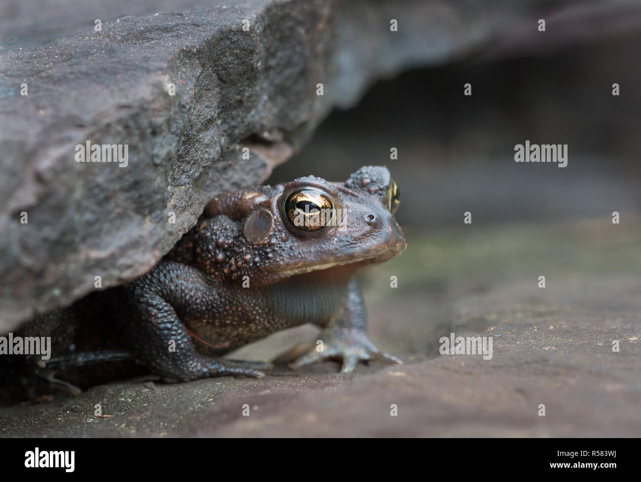 American toad (Bufo americanus) hiding under a rock at edge of pond in ...