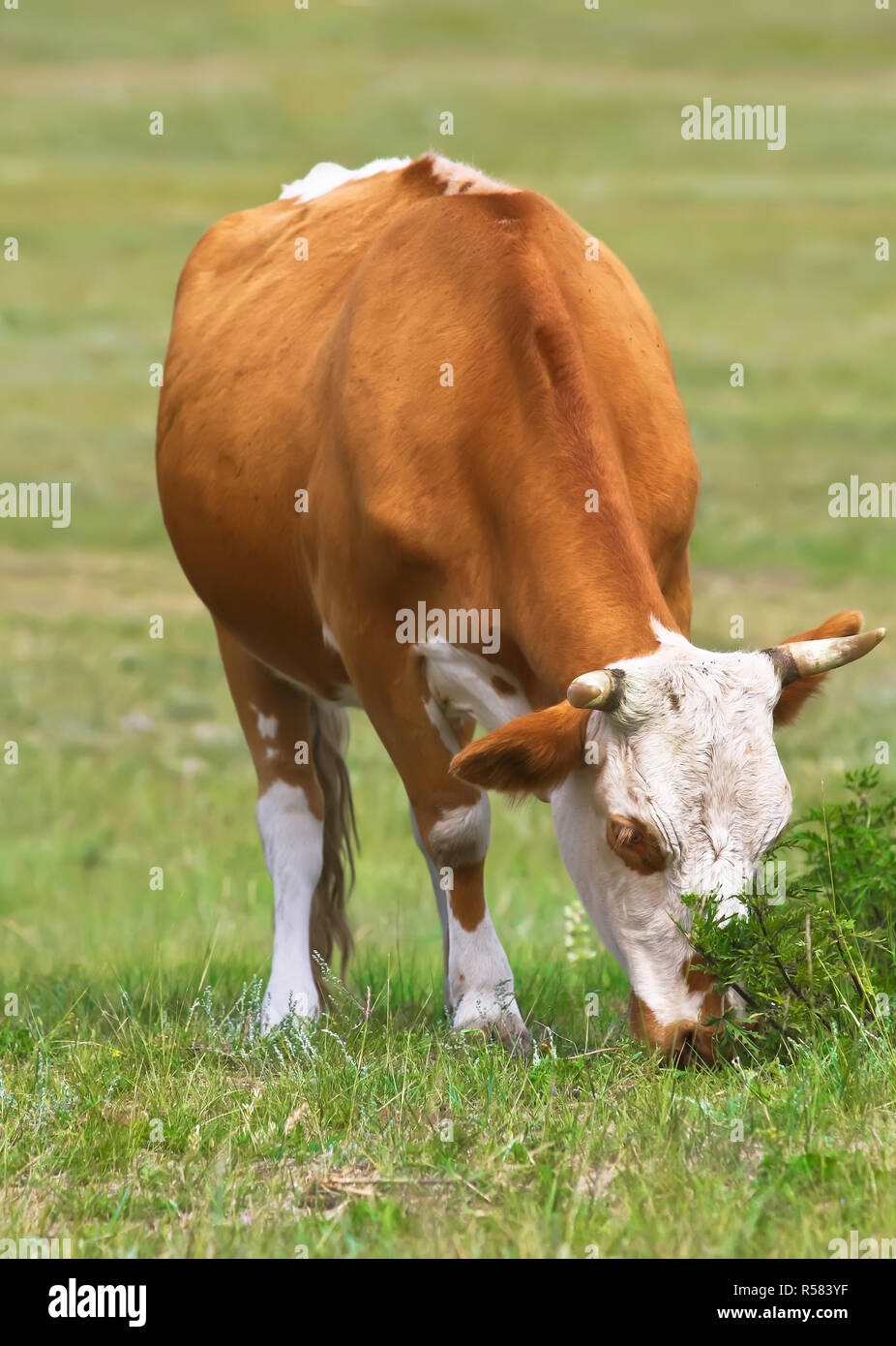 Attle hi-res stock photography and images - Alamy