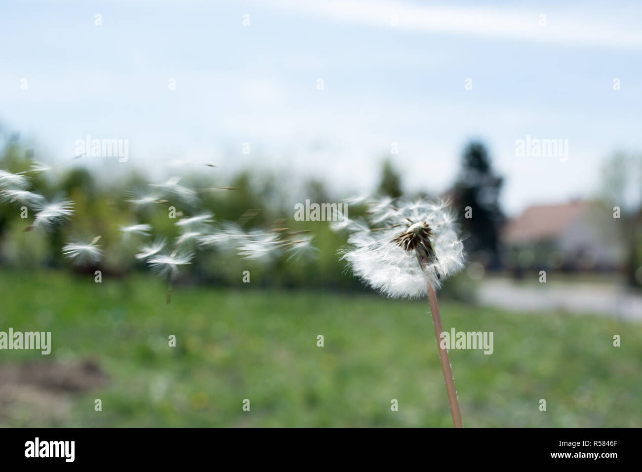 Dandelion on the wind. Dandelion fluff. Dandelion tranquil abstract ...