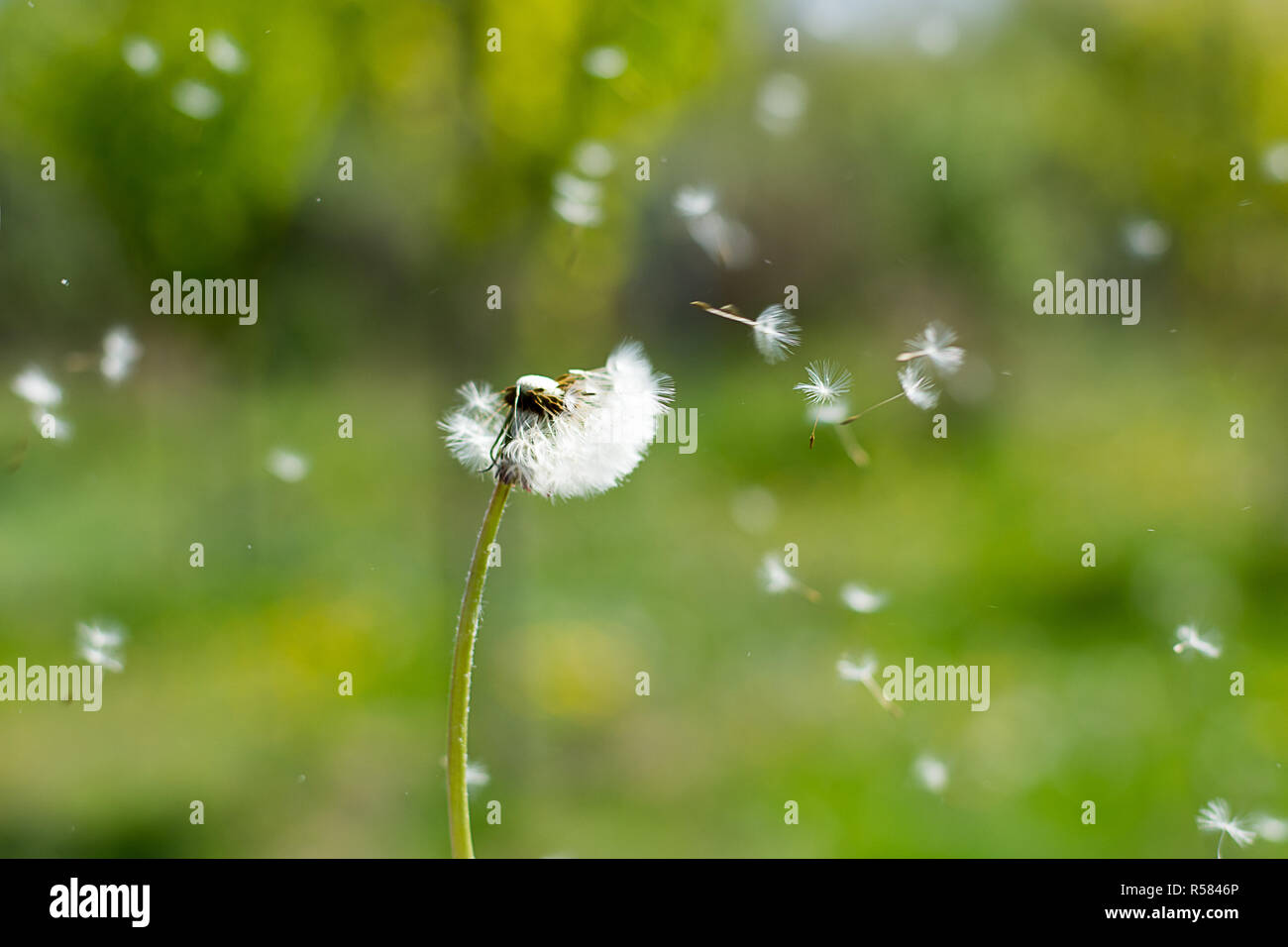 Dandelion on the wind. Dandelion fluff. Dandelion tranquil abstract ...