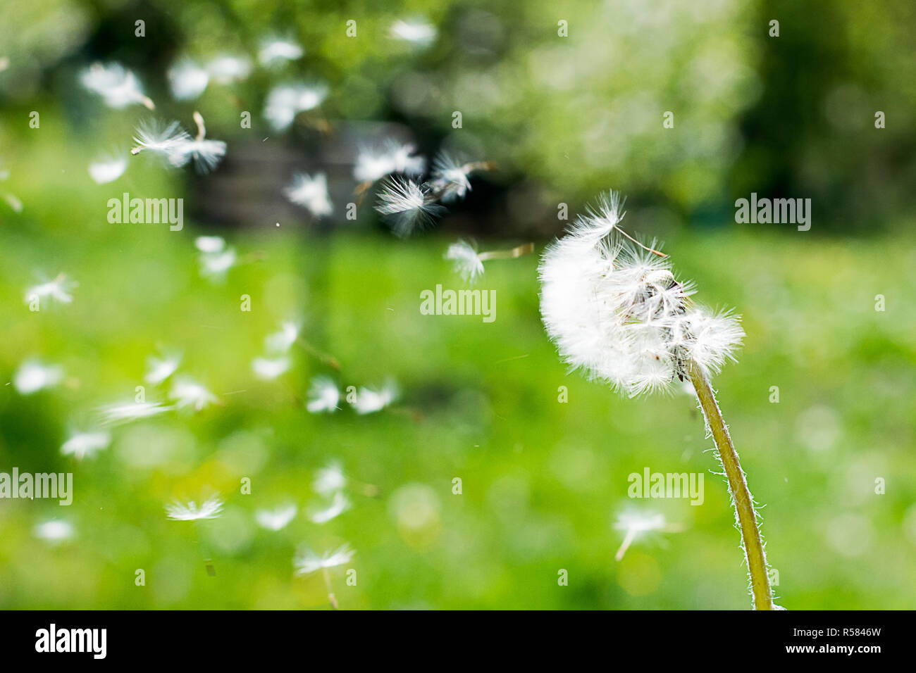 Dandelion on the wind. Dandelion fluff. Dandelion tranquil abstract ...
