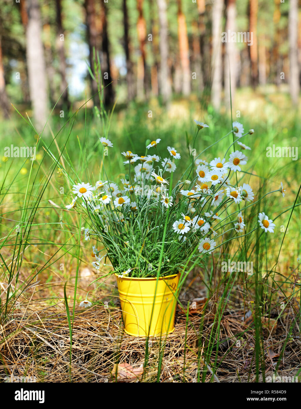 Field white yellow chamomiles hi-res stock photography and images - Alamy
