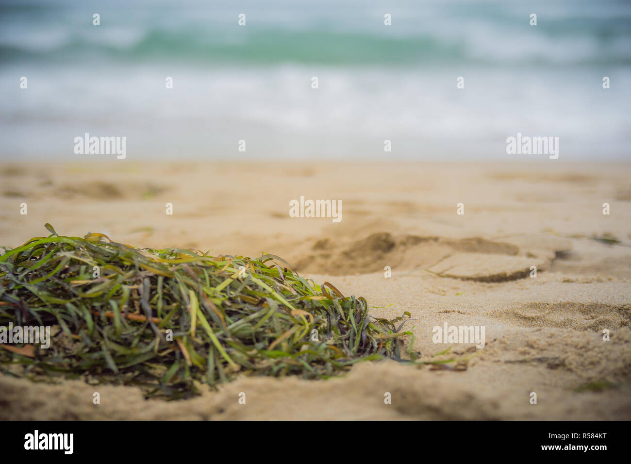 Beautiful wet algae on hi-res stock photography and images - Alamy