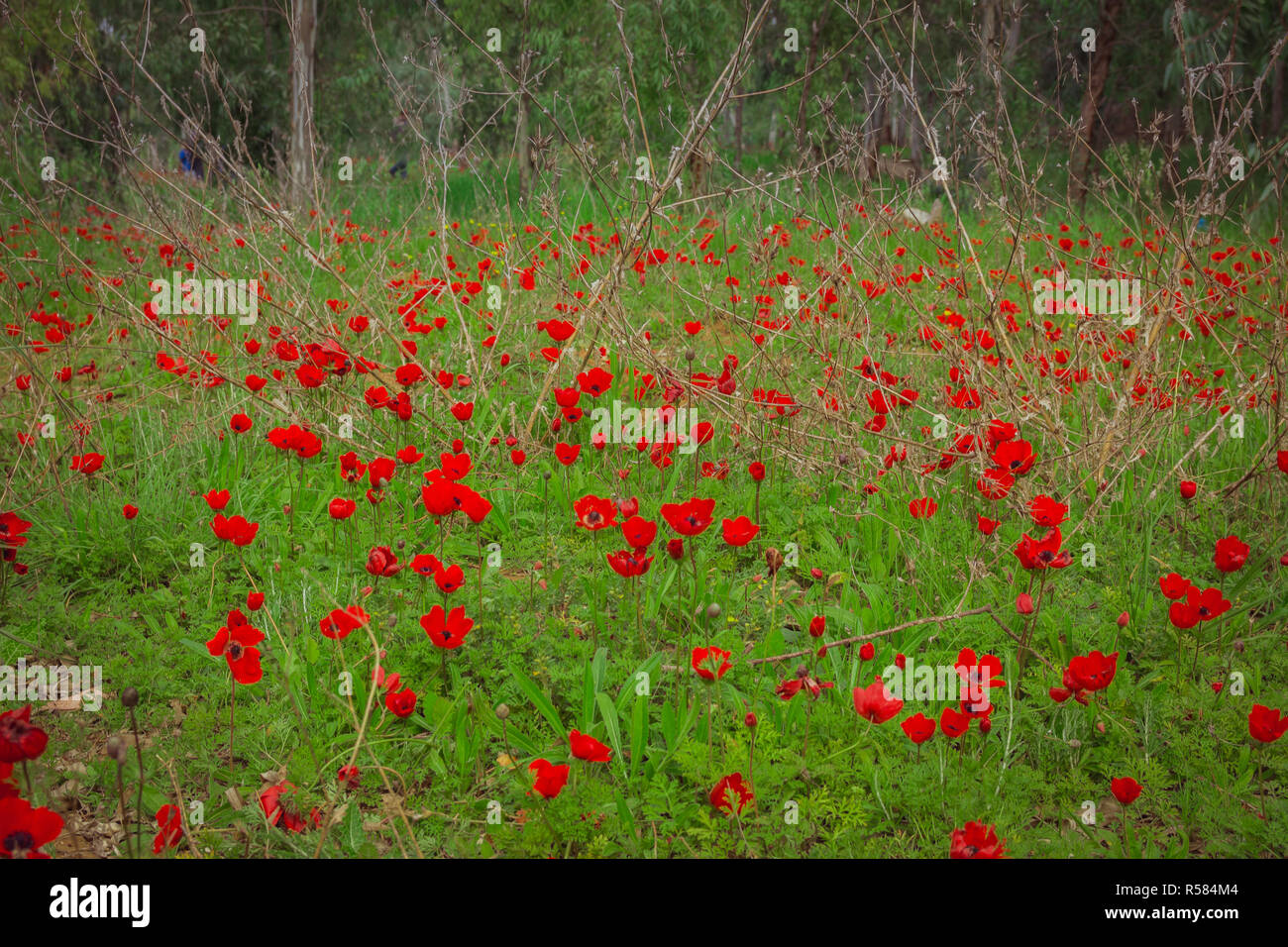 Field of red anemones Stock Photo - Alamy