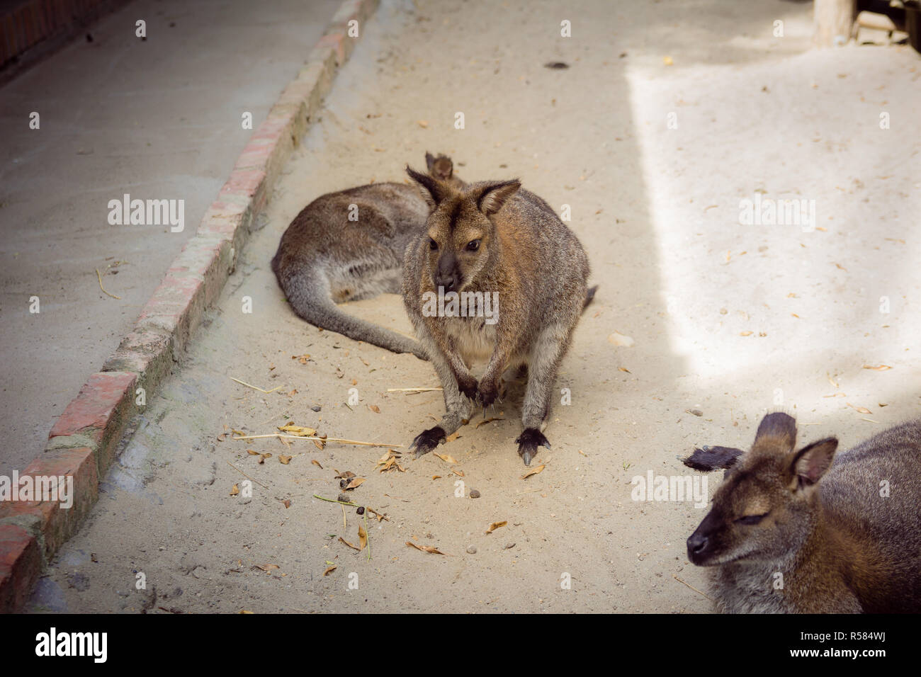 Red-necked wallaby in the zoo Stock Photo - Alamy