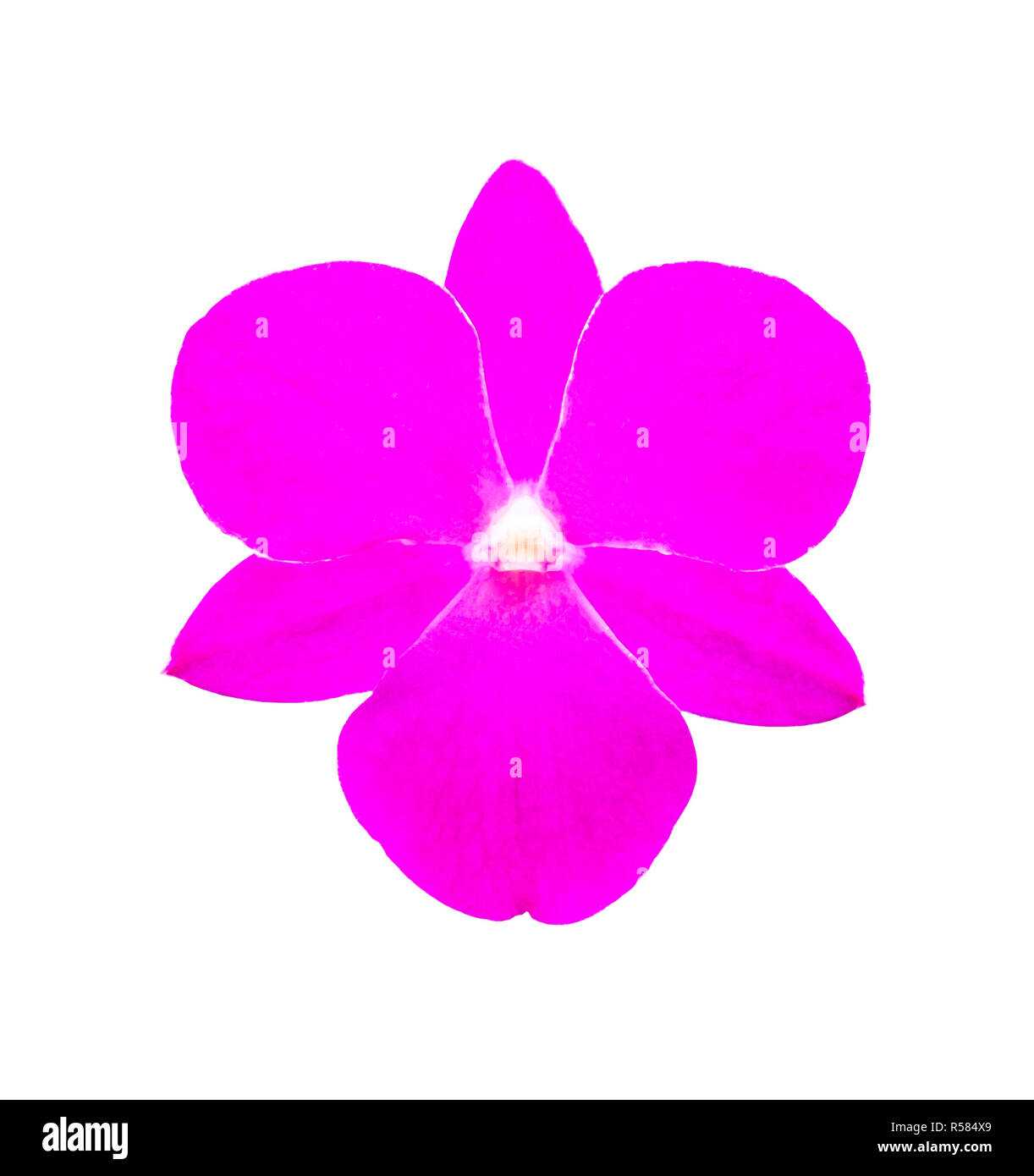 Single pink orchid flower isolated Stock Photo - Alamy