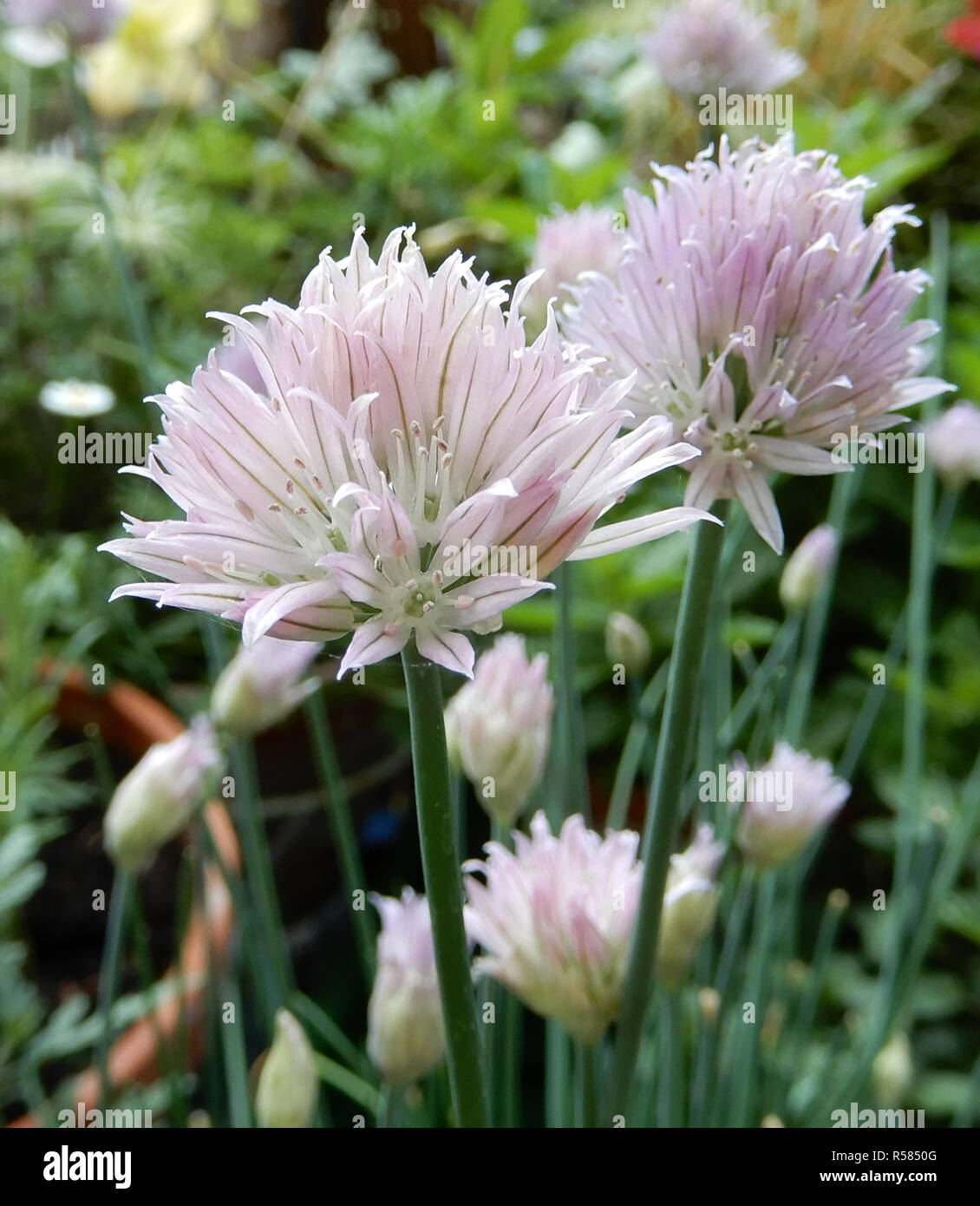 Chives balcony hi-res stock photography and images - Alamy