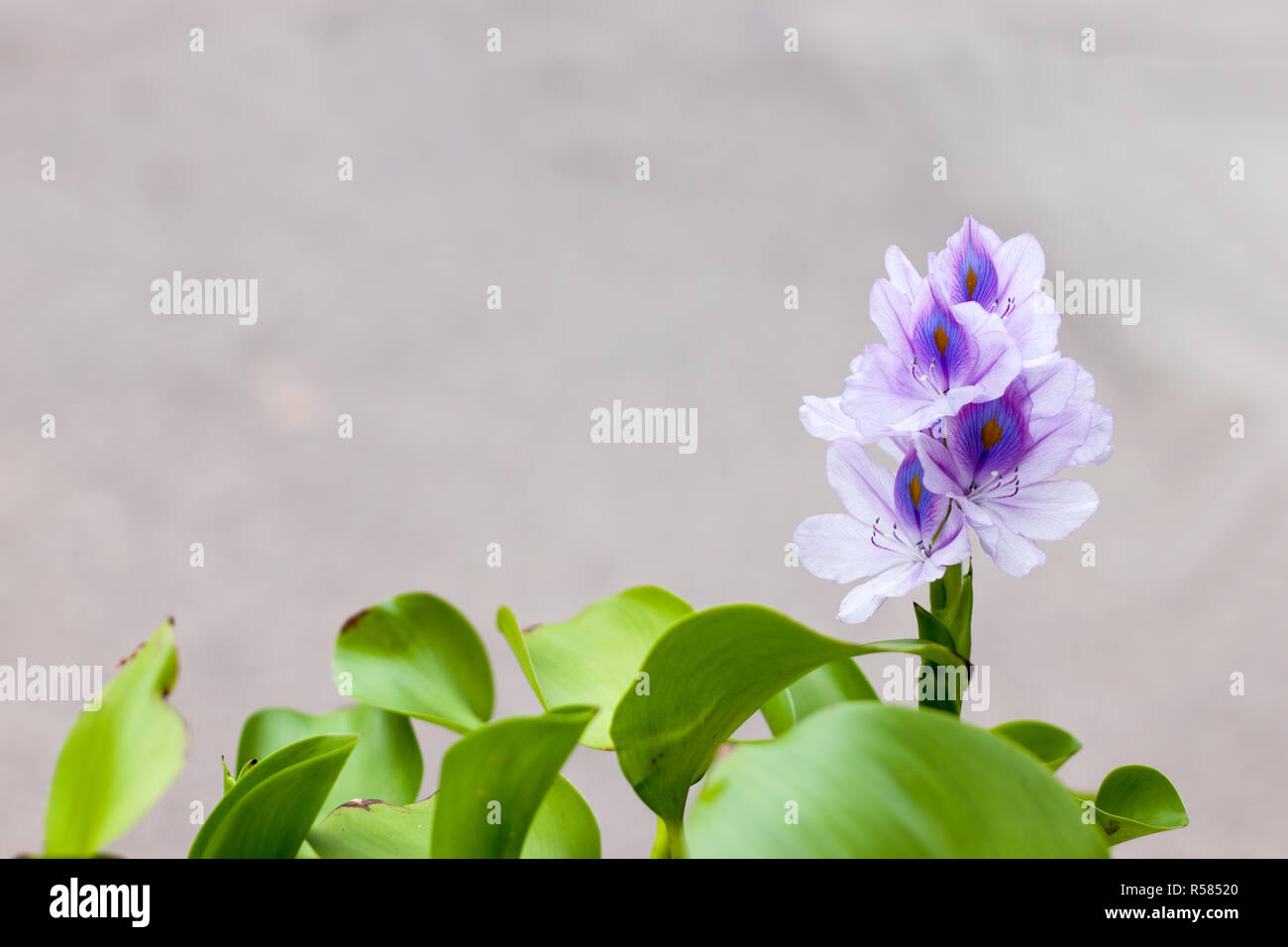 Water hyacinth flower Stock Photo - Alamy