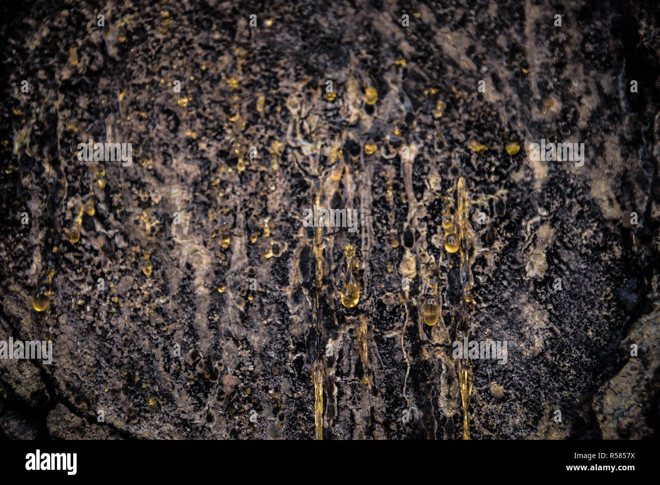 Vibrant tree sap hi-res stock photography and images - Alamy