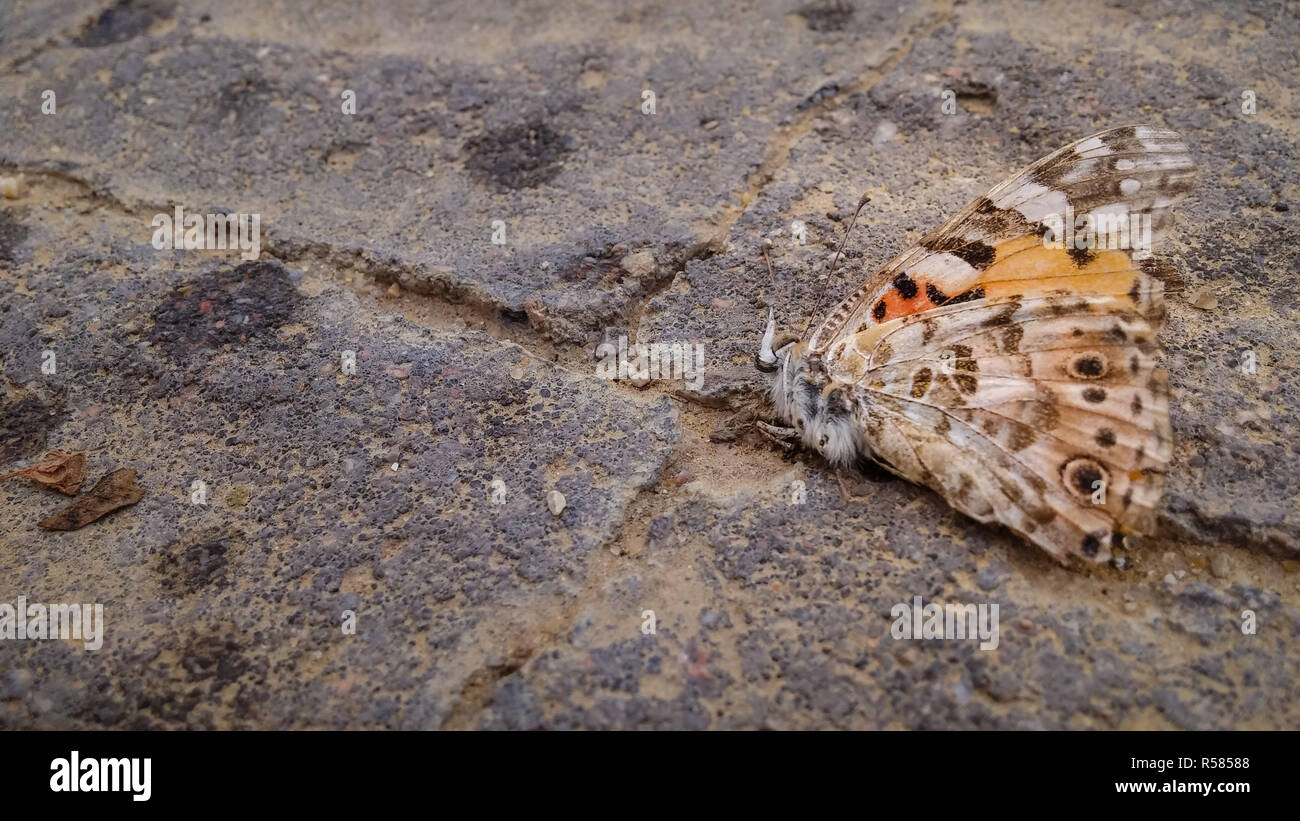 Dead orange butterfly on the pavement Stock Photo - Alamy