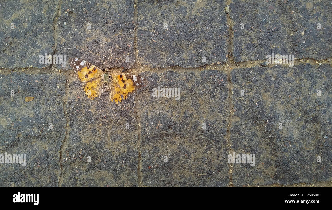 Dead orange butterfly on the pavement Stock Photo - Alamy